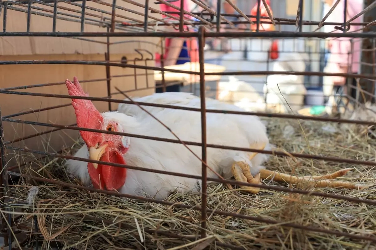 Malta, Newcastle Disease detected in birds - Malta News Agency